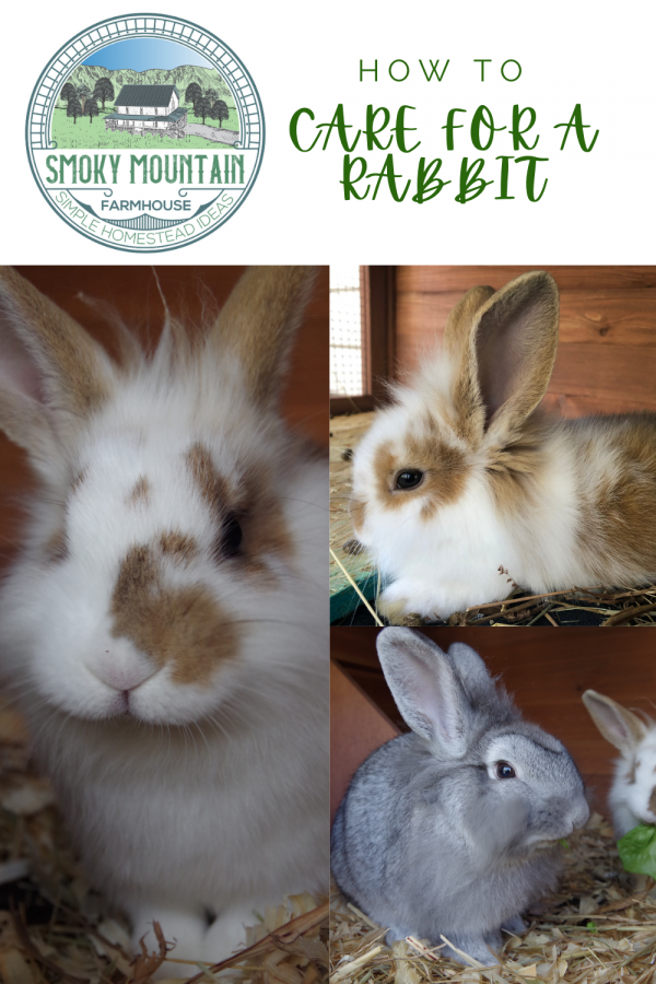 How to Care for a Rabbit - Smoky Mountain Farmhouse