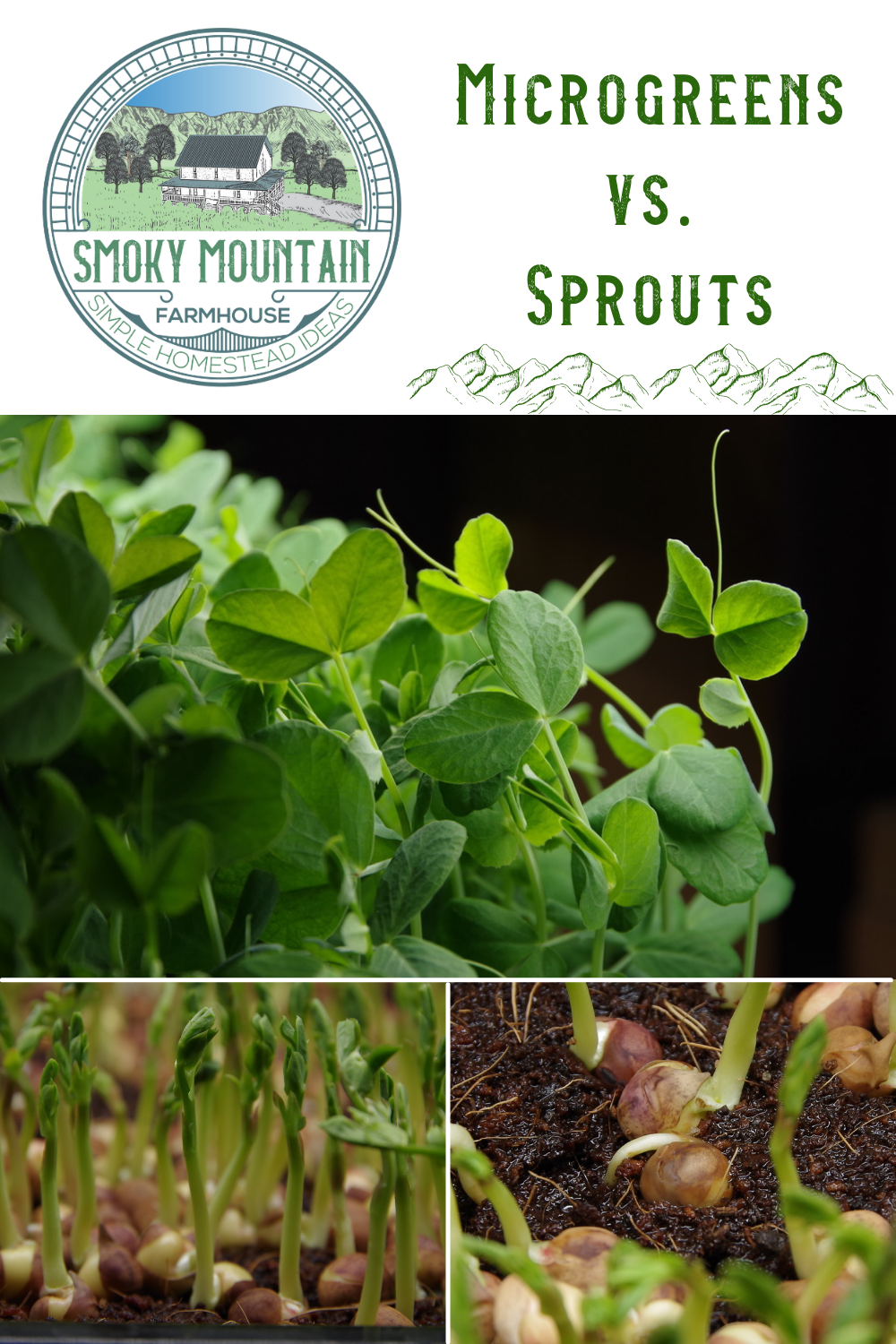 Microgreens vs. Sprouts - Smoky Mountain Farmhouse